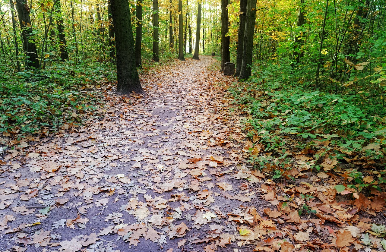 Landschaft Die Natur Wald Der - Kostenloses Foto auf Pixabay - Pixabay