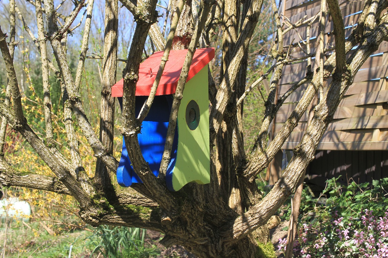 Nesting Box Spring Bird Free Photo On Pixabay