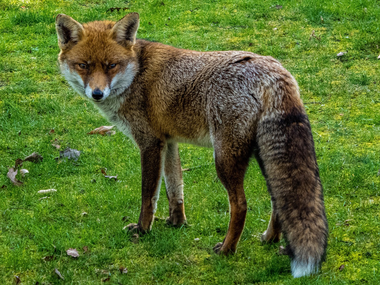 Fox Wildlife Nature - Free photo on Pixabay