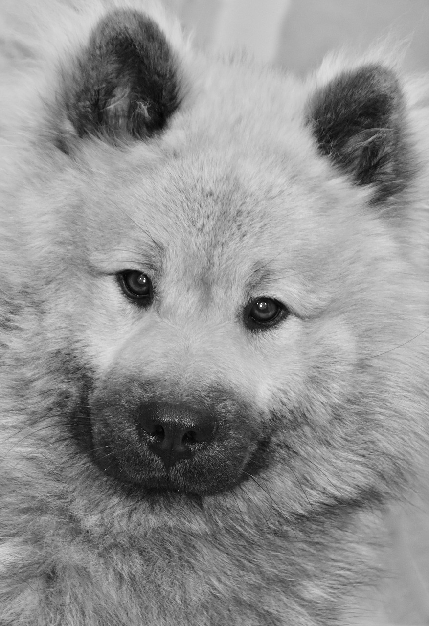 Köpek Portresi Siyah Beyaz - Pixabay'de ücretsiz fotoğraf - Pixabay