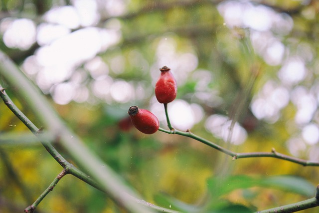 Autumn Nature Darts - Free photo on Pixabay