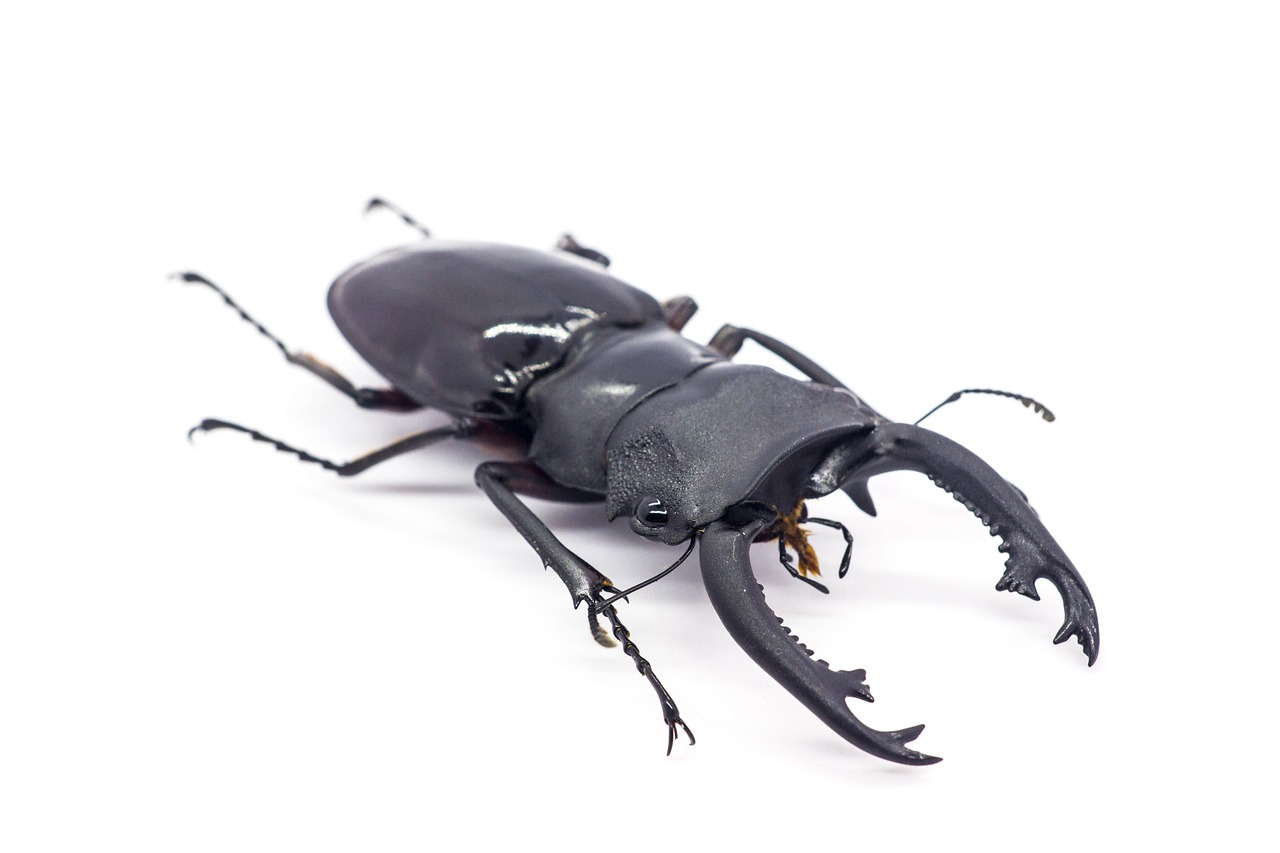 Flower Beetle Bugs - Free photo on Pixabay