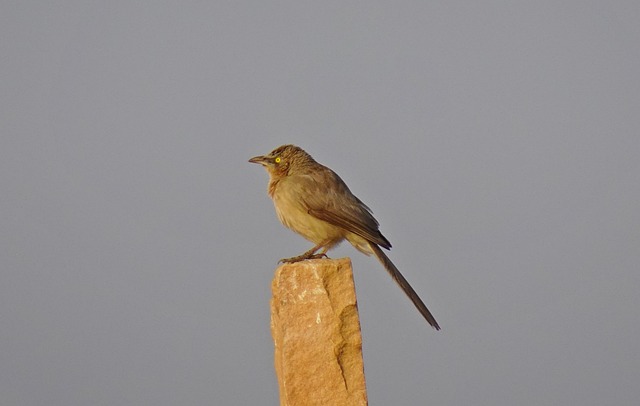 Bird Babbler Large Grey - Free photo on Pixabay - Pixabay