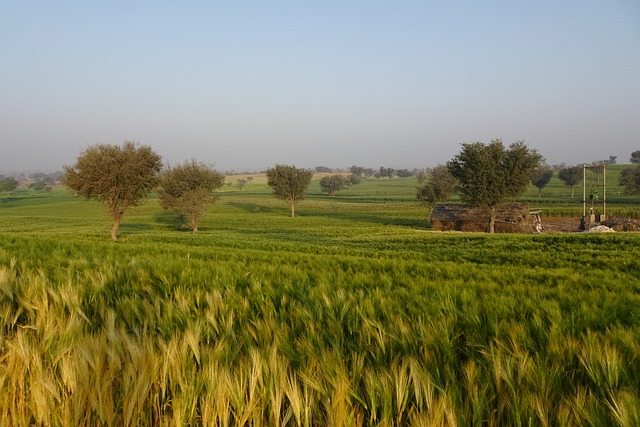Cultivation Wheat Agriculture - Free photo on Pixabay