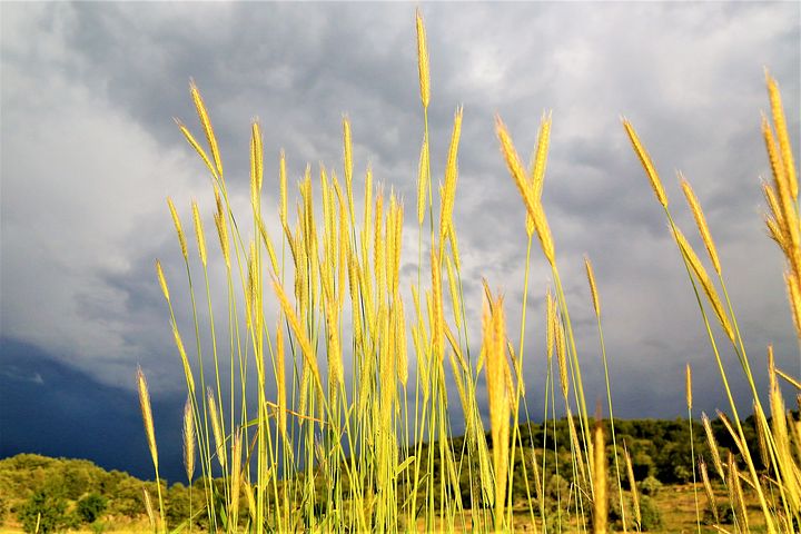 100+ Free Virgo & Nature Images