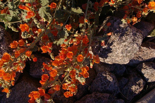 Arizona Batu Bunga-Bunga - Foto gratis di Pixabay - Pixabay