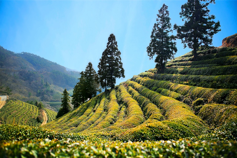 Boseong Green Tea Plantation - Free photo on Pixabay