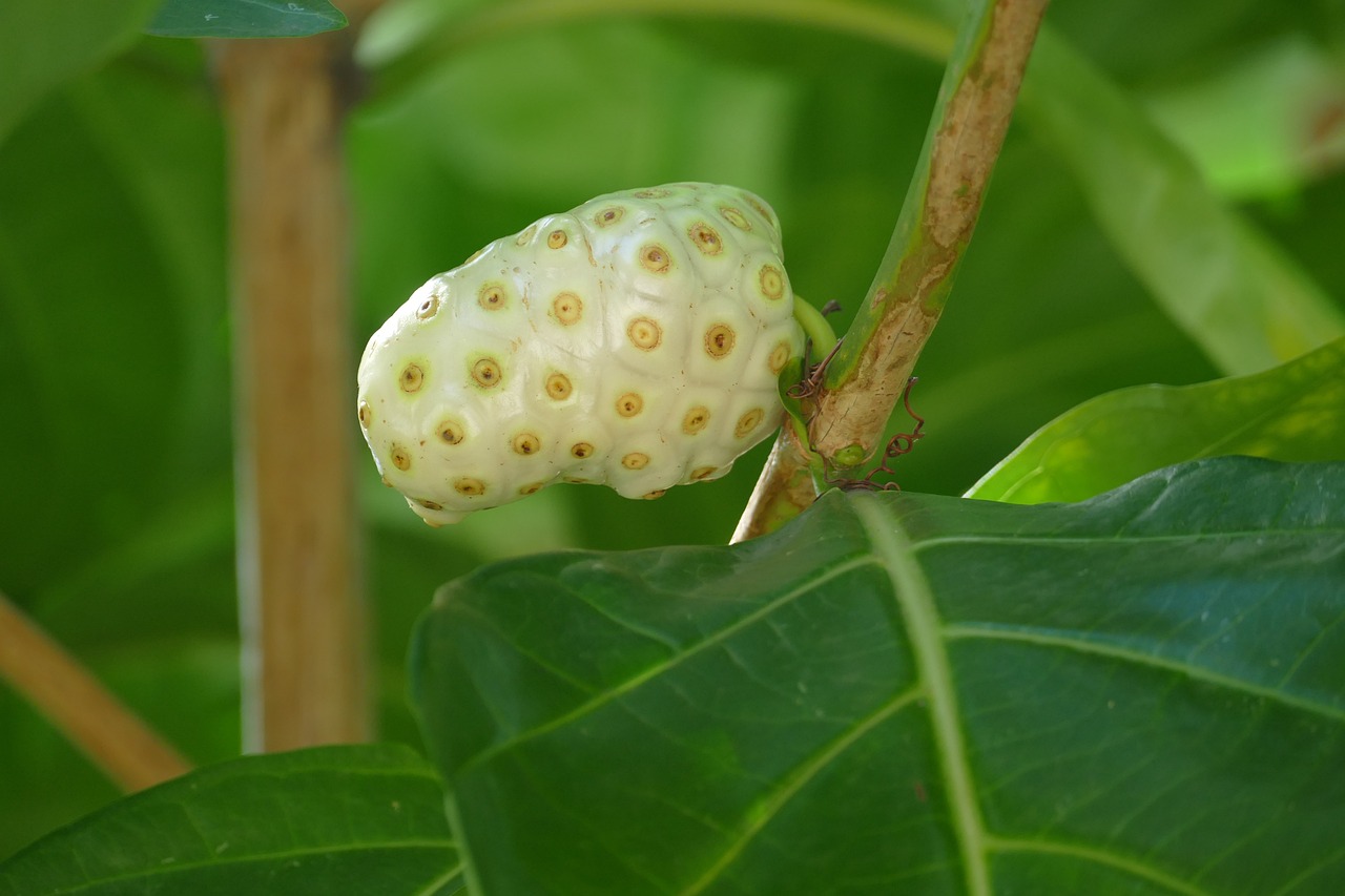 60+ Free Dominica & Caribbean Images - Pixabay