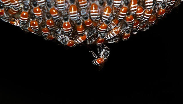Biene Honig Mikro - Kostenloses Foto auf Pixabay - Pixabay