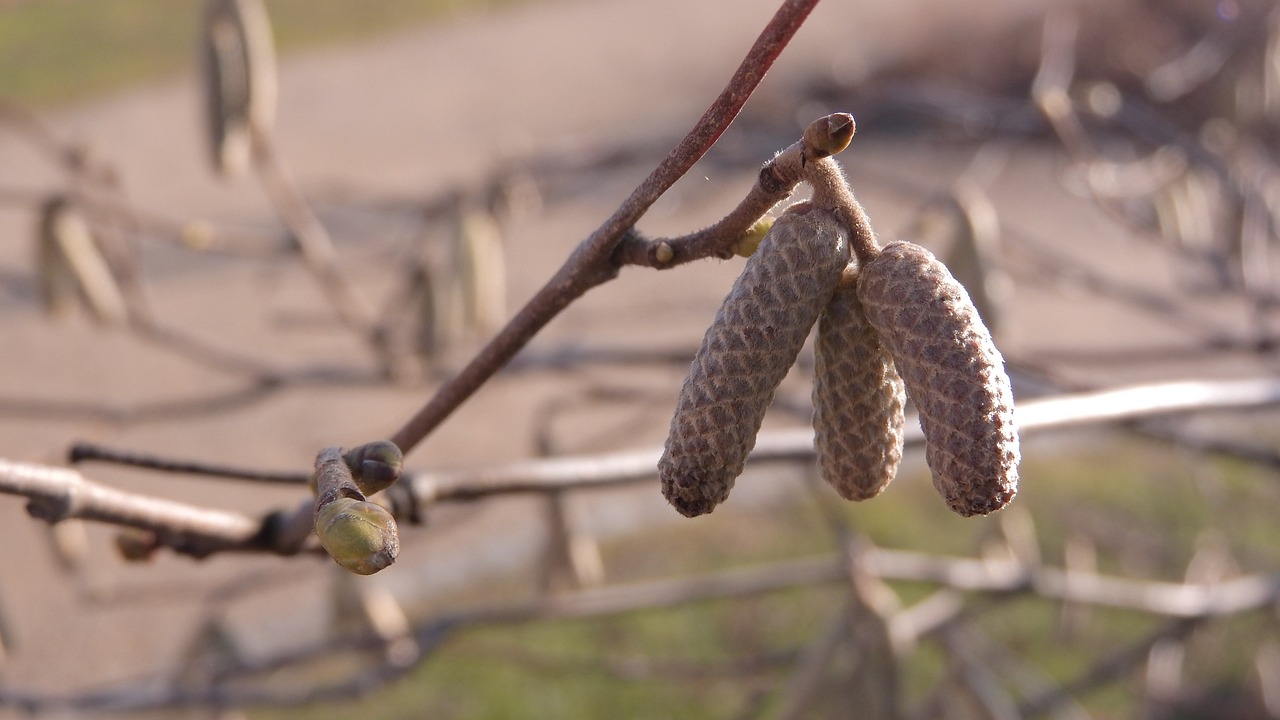 Catkins Fox Corelus Avellana Close - Free photo on Pixabay - Pixabay