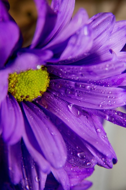 Flor Roxa Bloom - Foto gratuita no Pixabay - Pixabay