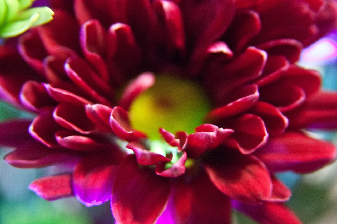 200+ Free Maroon Background & Maroon Images - Pixabay