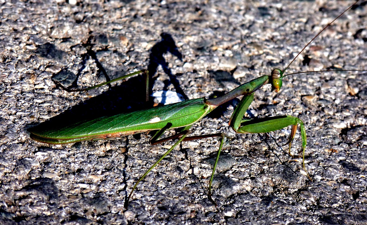 Mantis Insecto Animal - Foto gratis en Pixabay - Pixabay