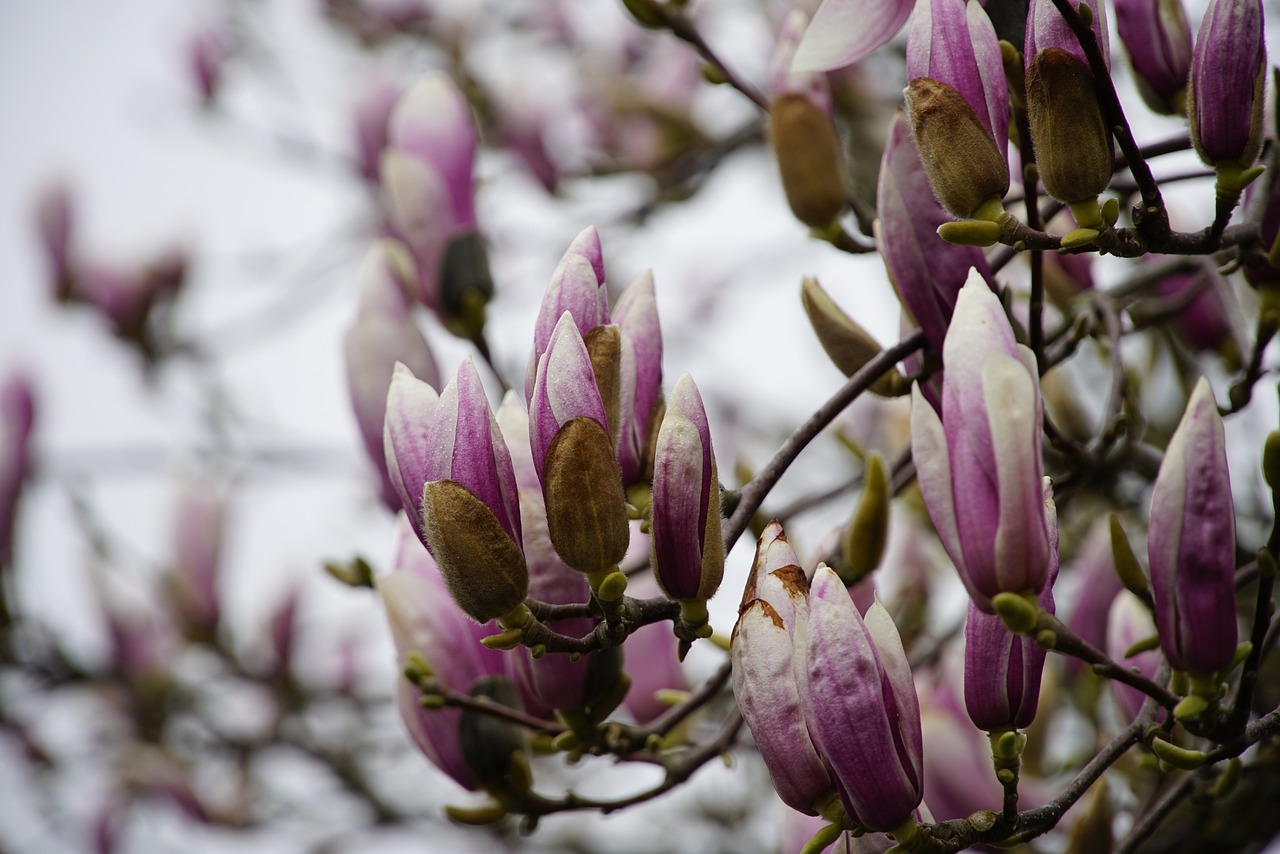 Magnolia Tree Spring - Free photo on Pixabay