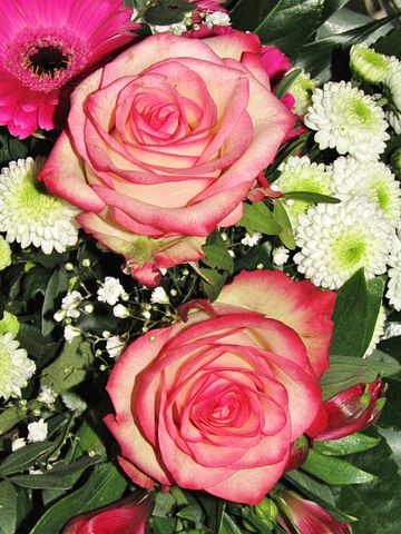 200+ Free Australian Flowers & Australian Images