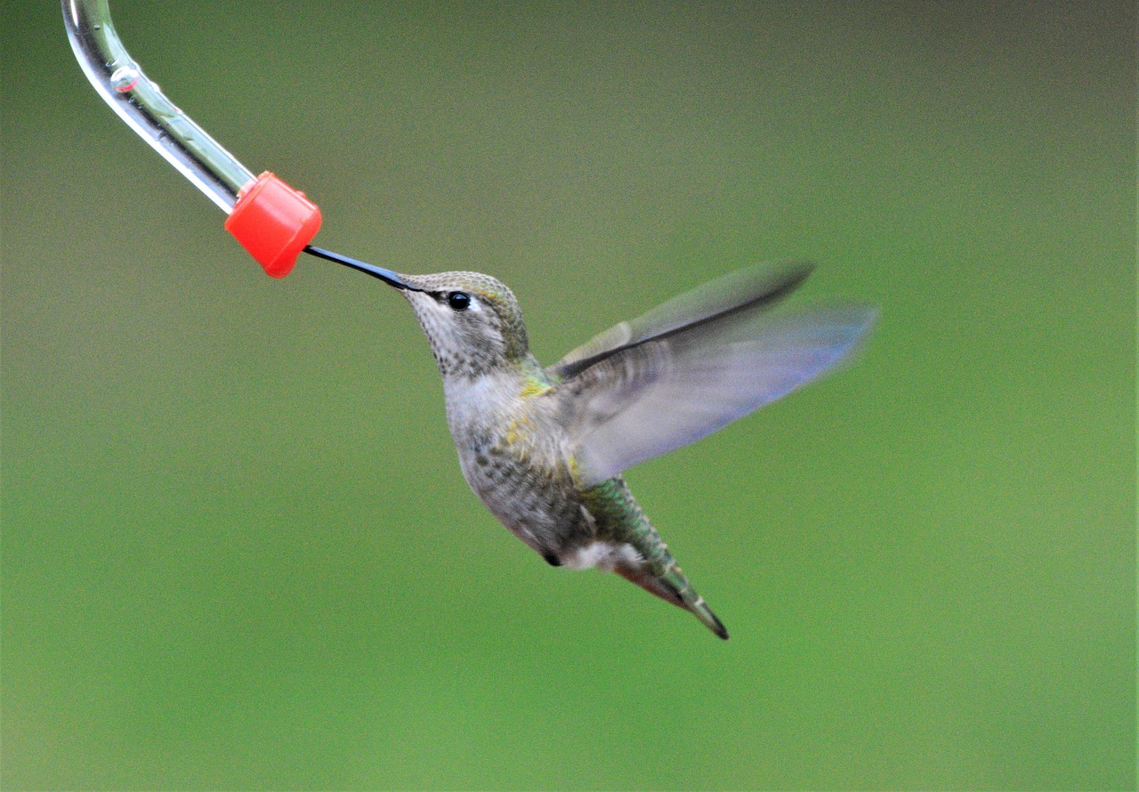 Annas Hummingbird Bird Nature - Free photo on Pixabay - Pixabay