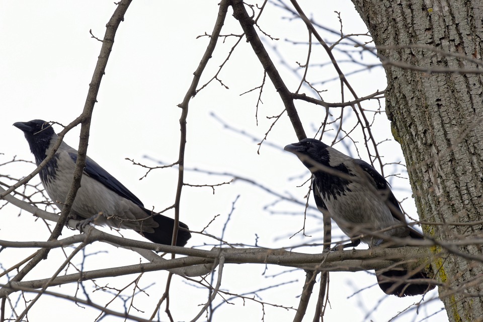 Des Oiseaux Les Corbeaux Plumage - Photo gratuite sur Pixabay - Pixabay