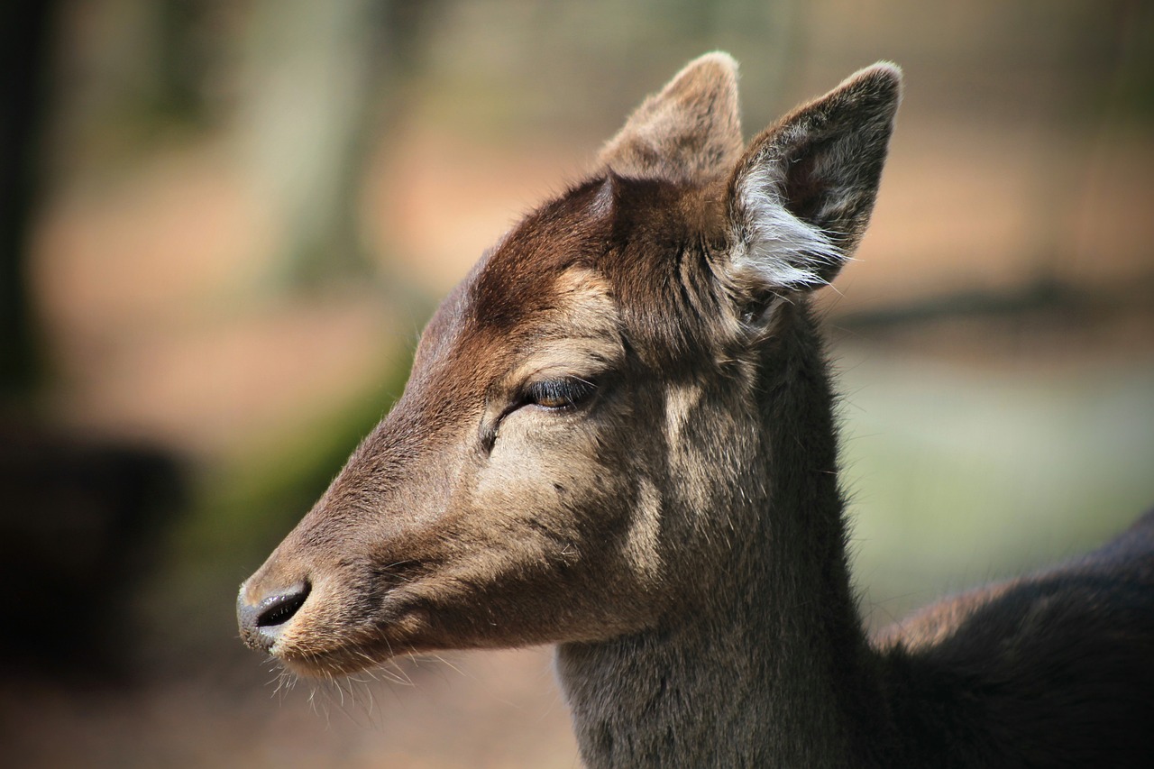 100+ Free Bambi & Deer Images - Pixabay