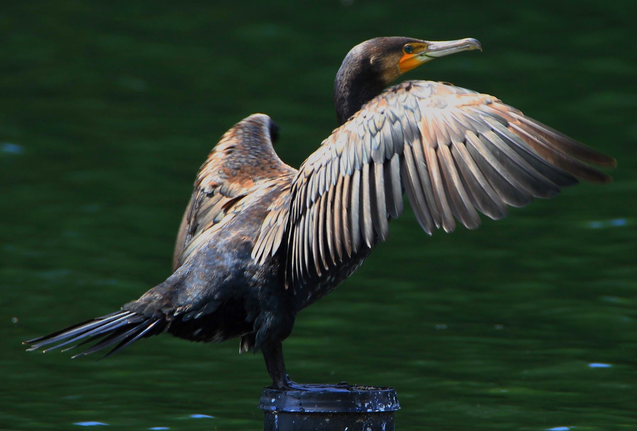 Kormoran Vogel Wasser - Kostenloses Foto auf Pixabay - Pixabay