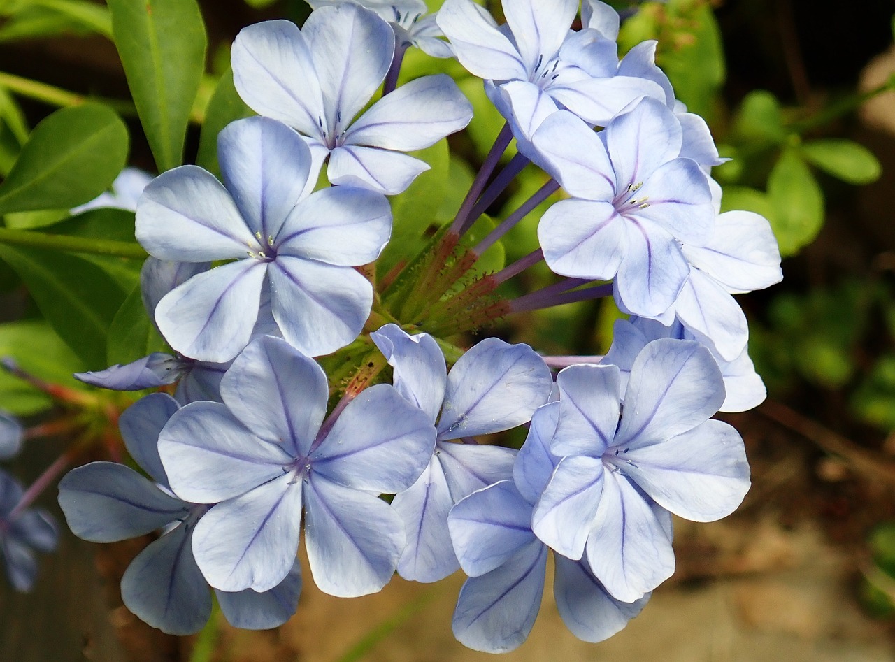 Flowers Petals Plumbago - Free photo on Pixabay