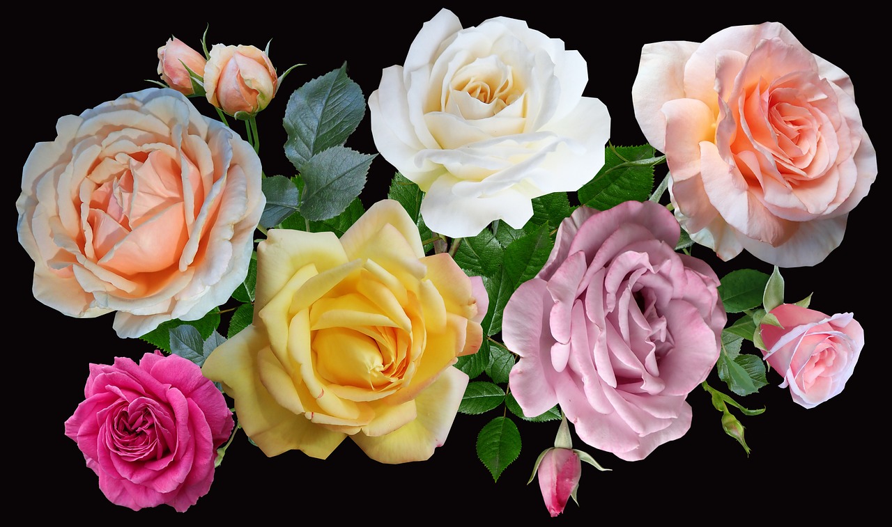Flowers Roses Colorful - Free photo on Pixabay - Pixabay