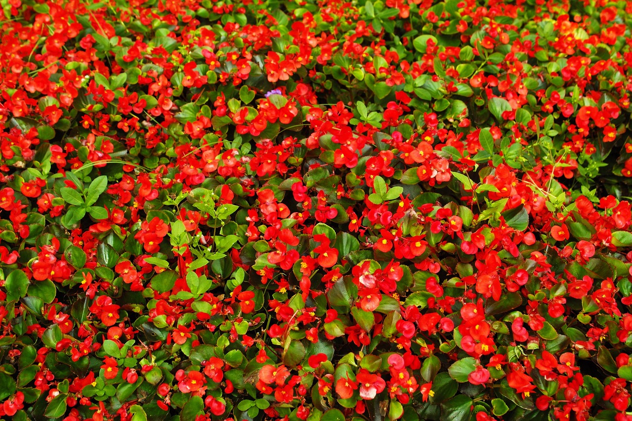 Flowers Red Plant In Full - Free photo on Pixabay - Pixabay