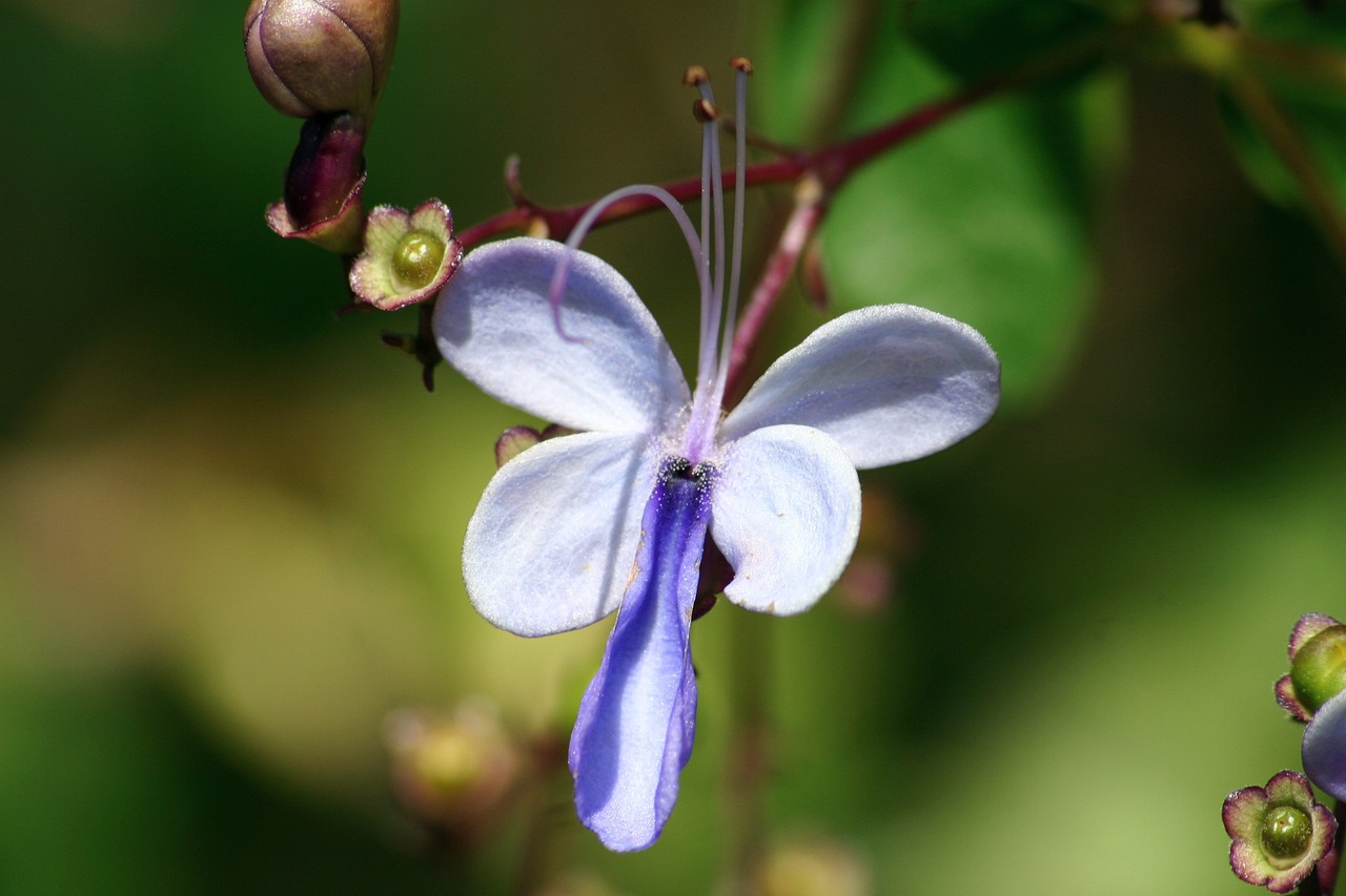 Flower Petal Stem - Free photo on Pixabay