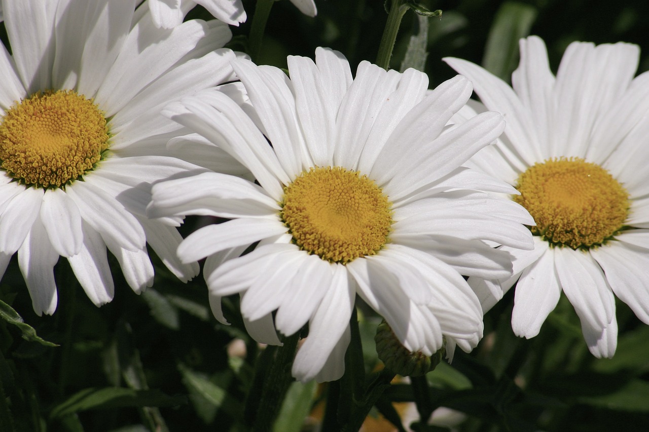 Flower Petal Stem - Free photo on Pixabay