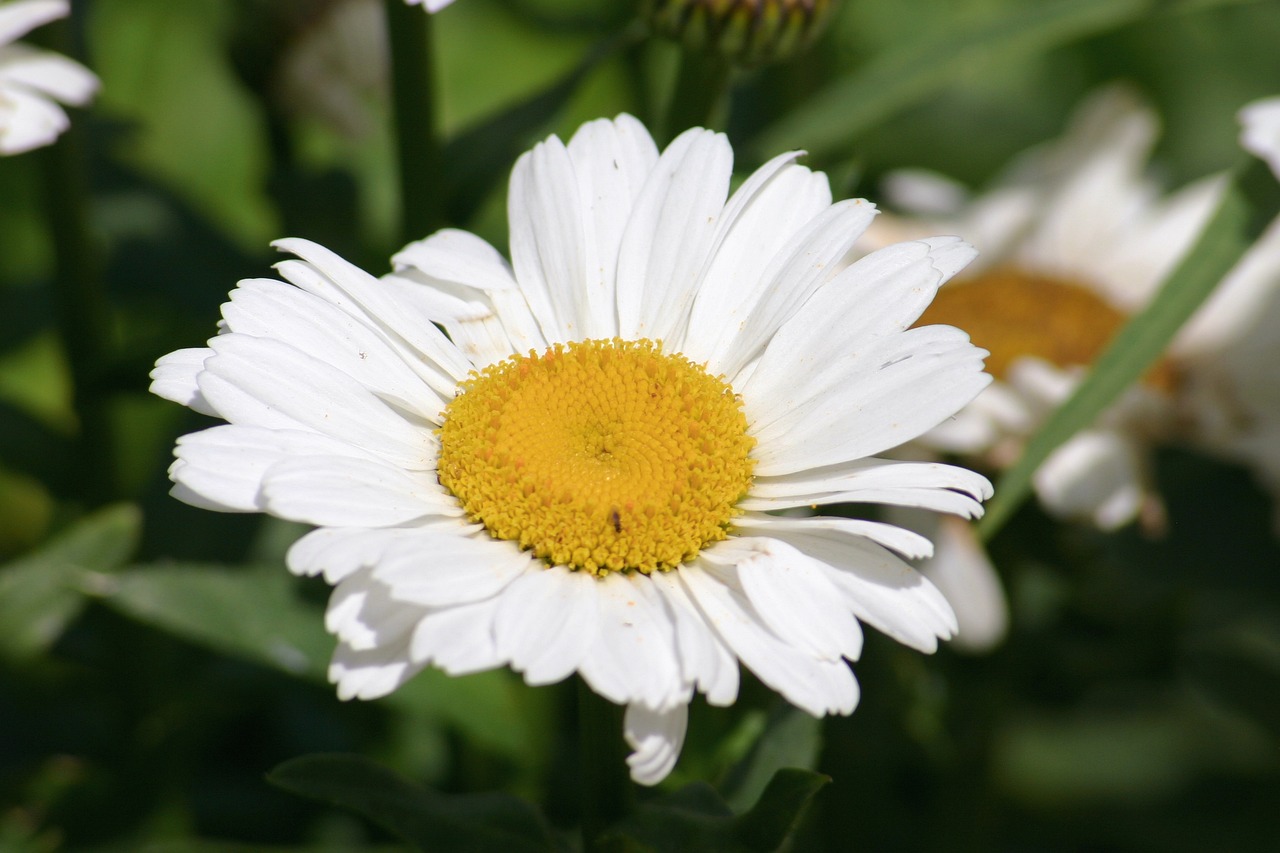 Flower Petal Stem - Free photo on Pixabay