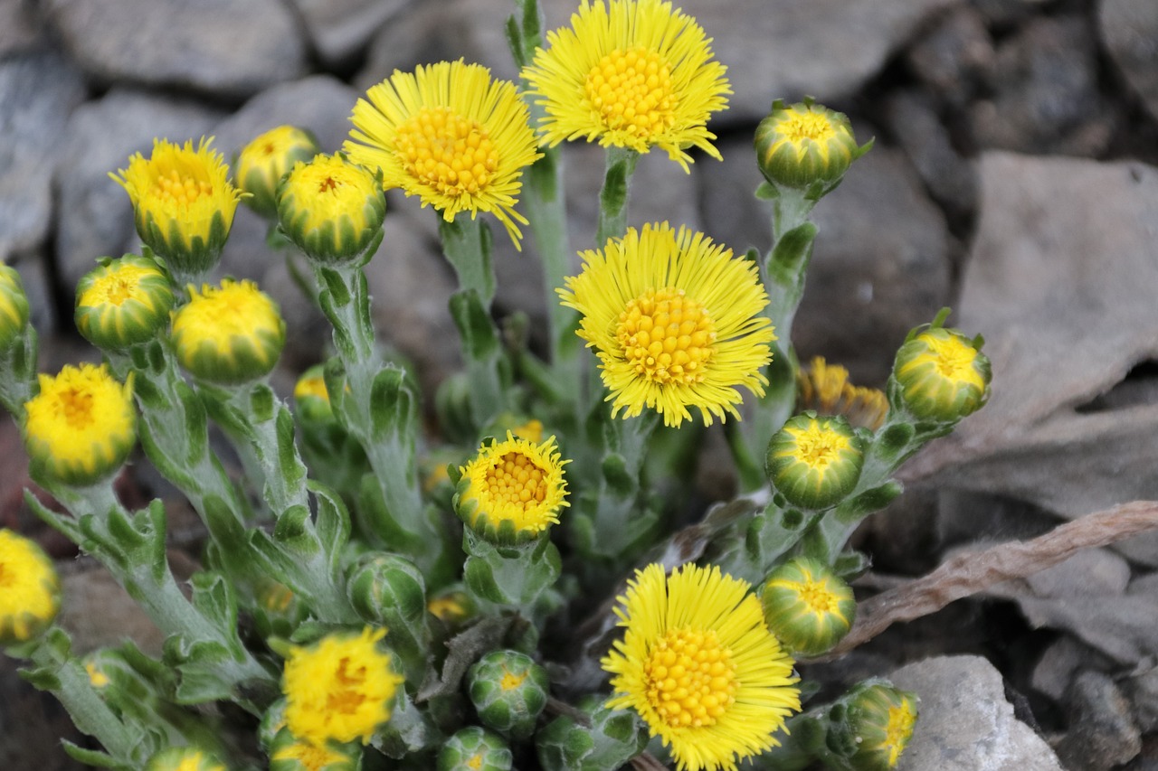 Uña De Caballo Prímulas Flores - Foto gratis en Pixabay - Pixabay
