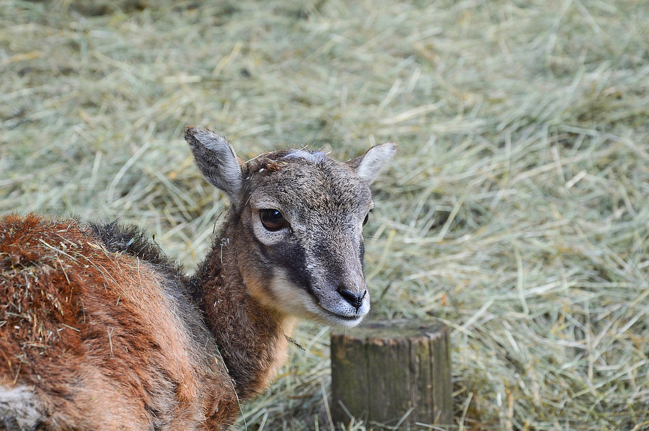 100+ Free Baby Deer & Deer Images - Pixabay
