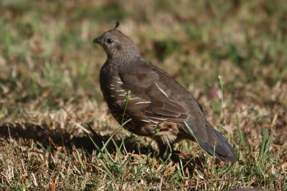 California Quail Female Brown - Free photo on Pixabay - Pixabay