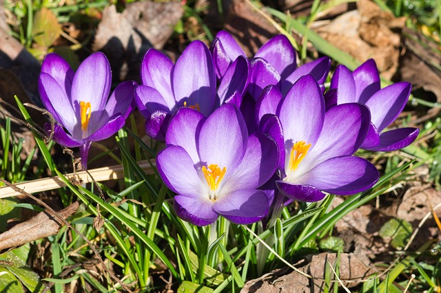 Crocuses Harbinger Of Spring - Free photo on Pixabay - Pixabay