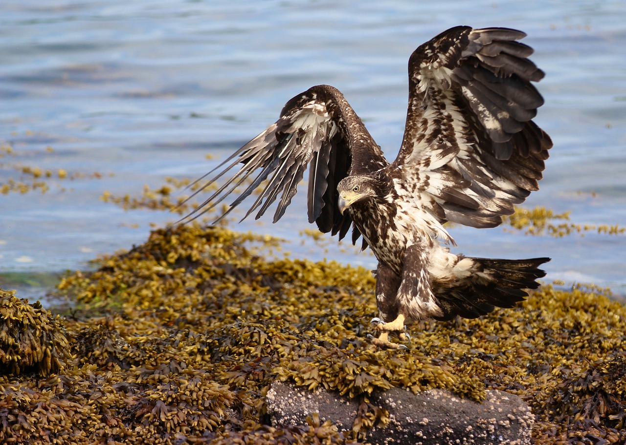 Bald Eagle Immature Bird - Free photo on Pixabay