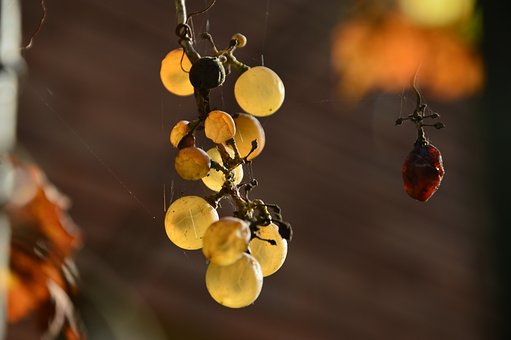 40+ Free Dry Grape & Dry Images - Pixabay