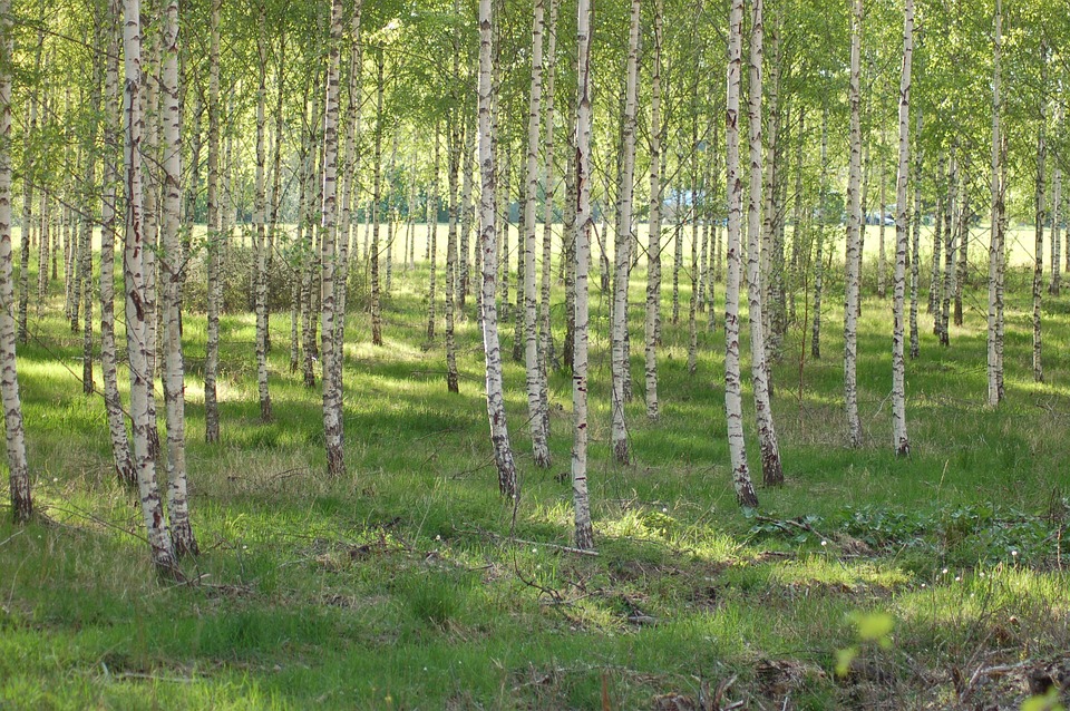 Spring Sweden Nature - Free photo on Pixabay