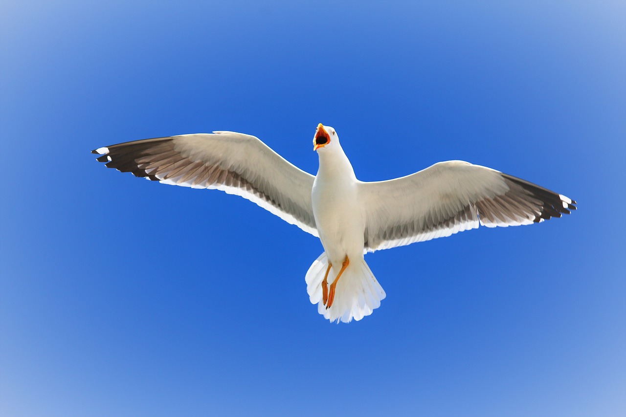 Mouette En Volant Liberté - Photo gratuite sur Pixabay - Pixabay