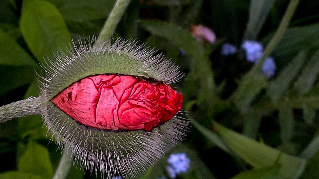 Poppy Capsule Blossom - Free photo on Pixabay