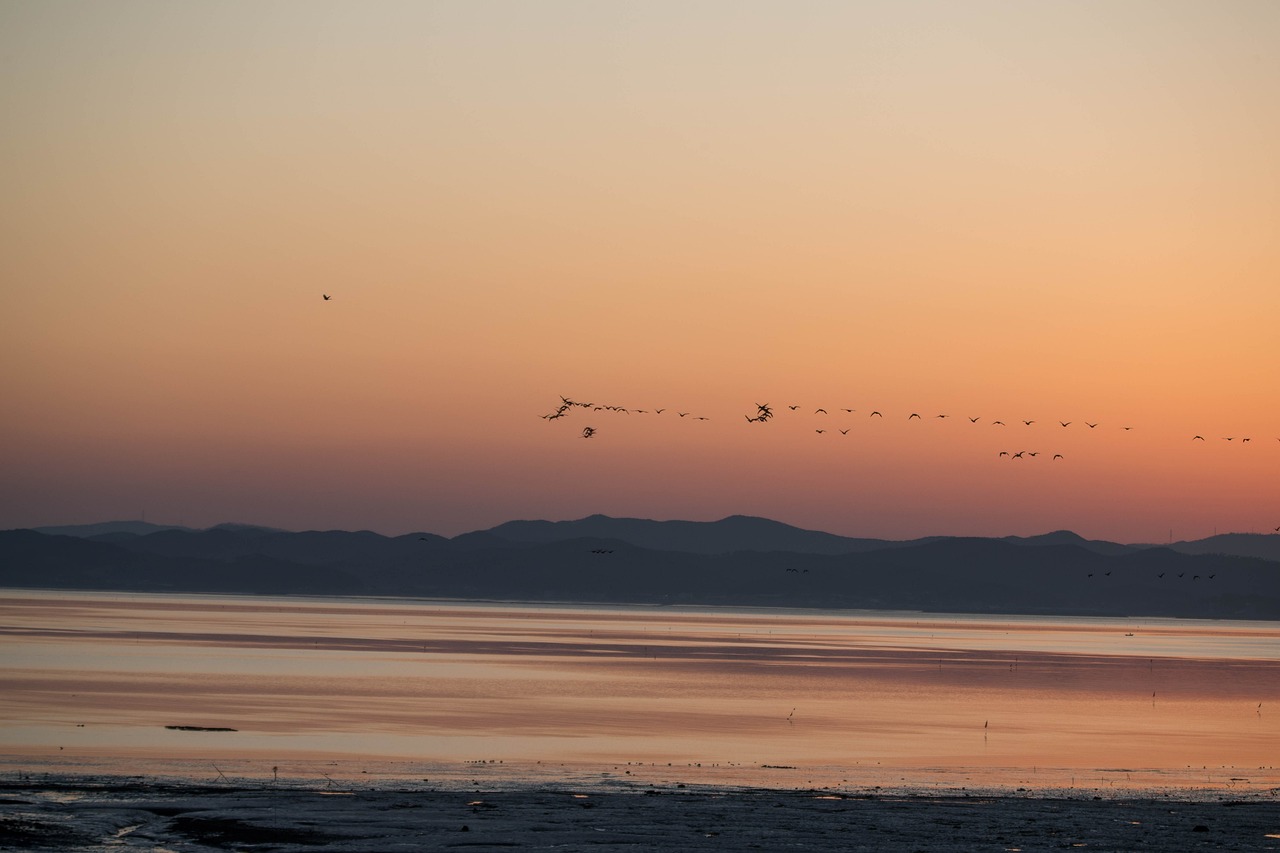 Bird Sun New - Free photo on Pixabay - Pixabay