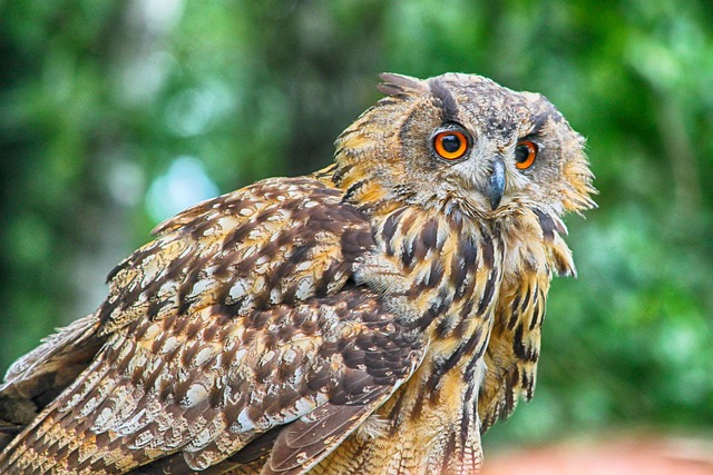 Plus de 200 photos gratuites de Hiboux et de Nature - Pixabay
