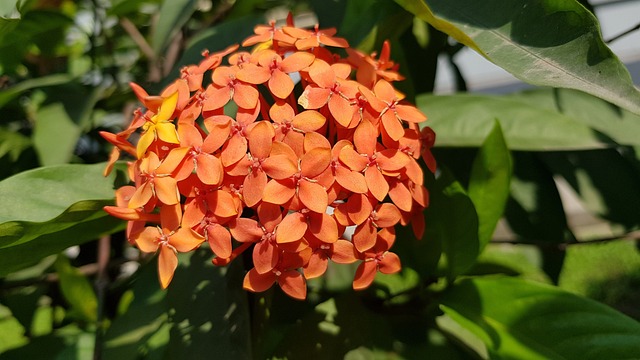 Ixora Coccinea Flor - Foto gratuita no Pixabay - Pixabay
