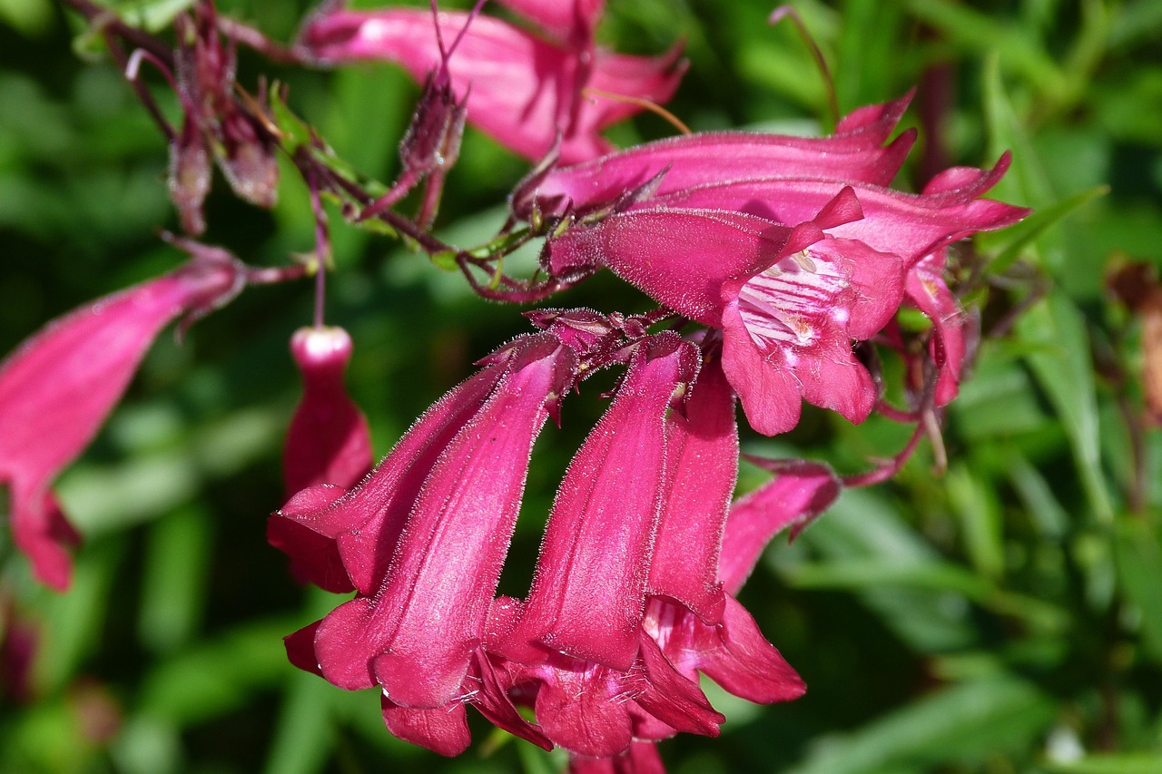 400,000+ Free Penstemon Flower & Nature Images - Pixabay