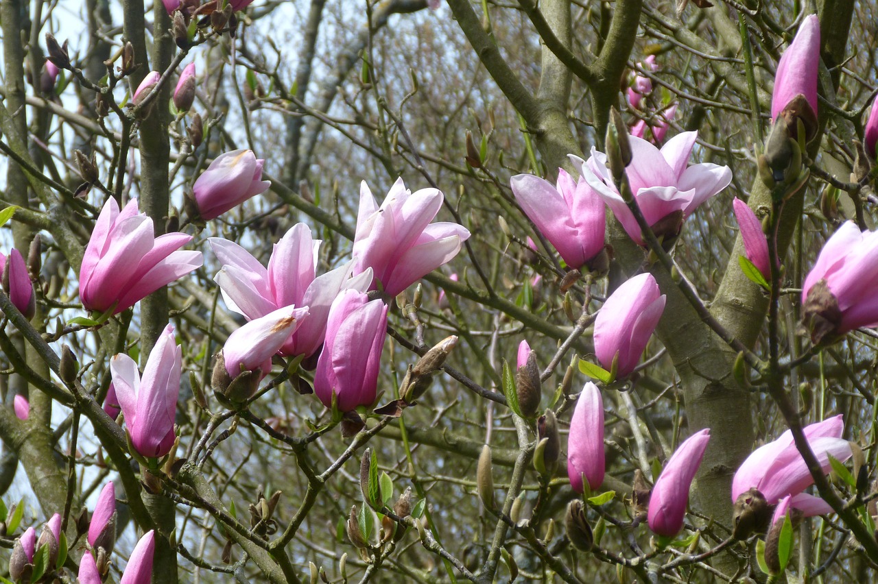 Magnolia Bloom Spring - Free photo on Pixabay - Pixabay