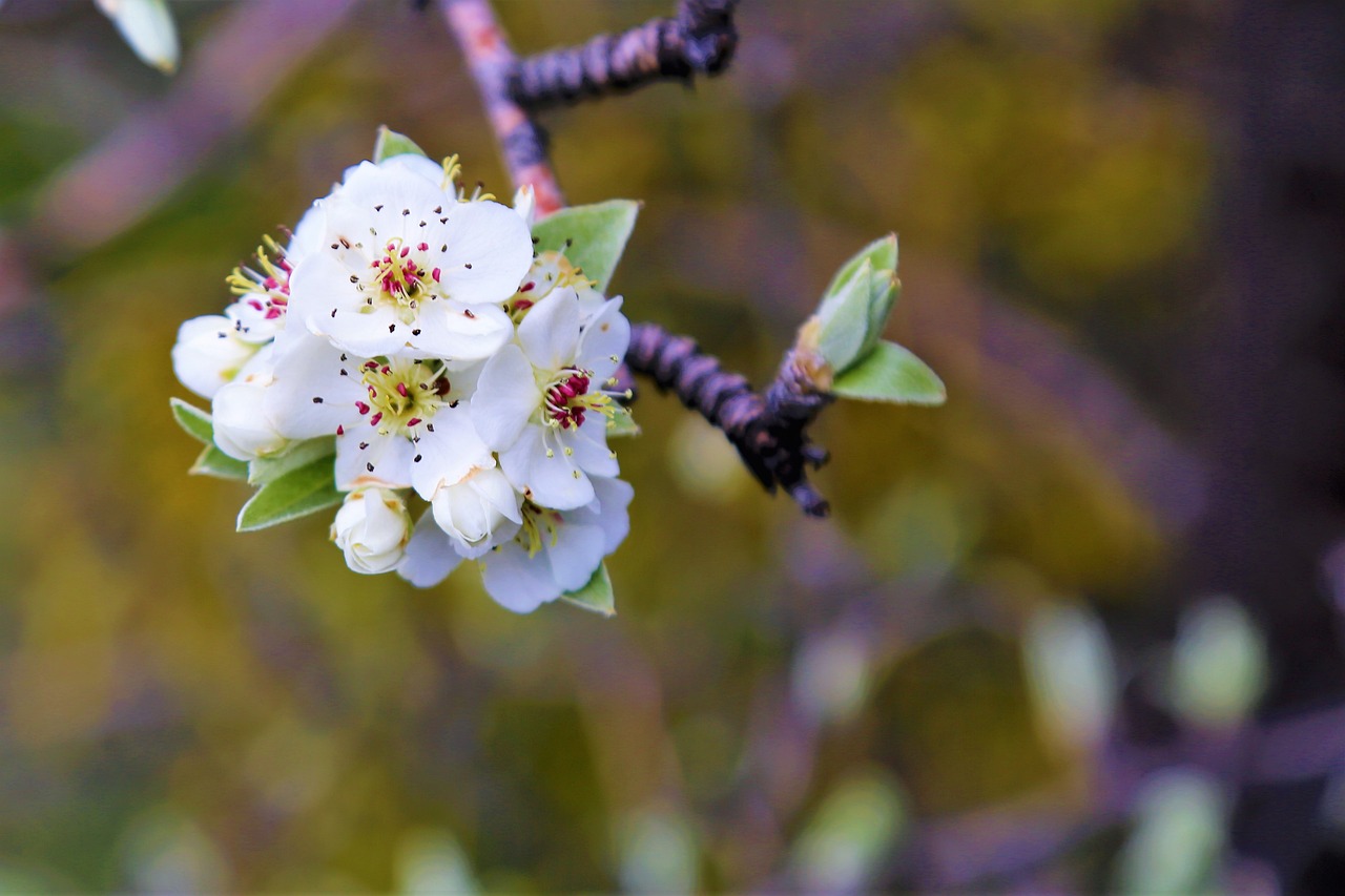 Flores Primavera Natureza - Foto gratuita no Pixabay - Pixabay