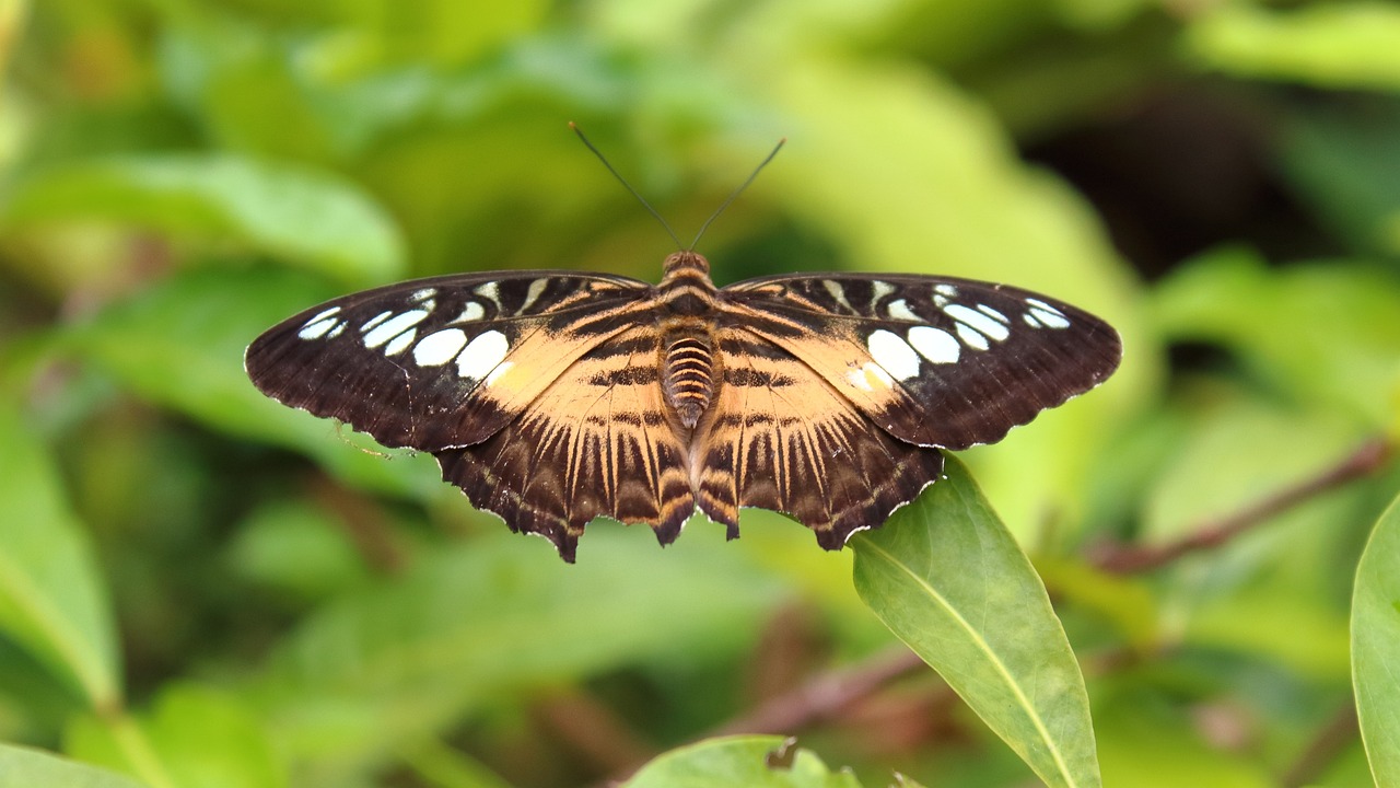 Papillon Nature Insecte - Photo gratuite sur Pixabay - Pixabay