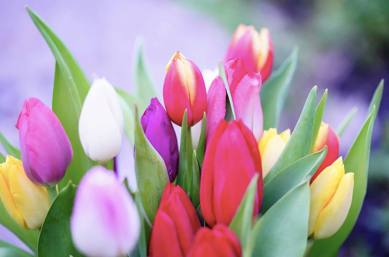 Tulips Spring Flower Violet - Free photo on Pixabay - Pixabay