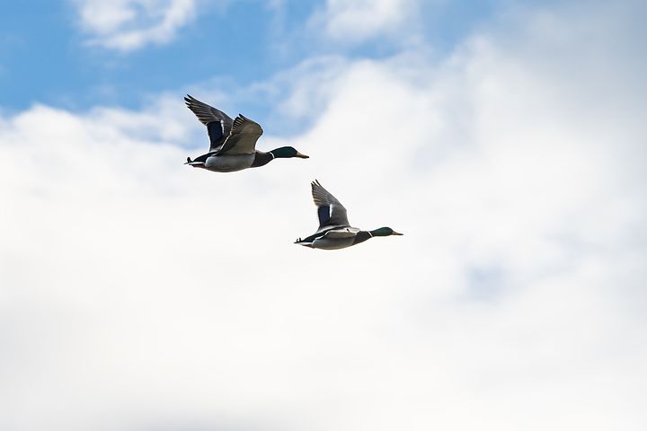 200+ Free Ducks Background & Duck Images - Pixabay