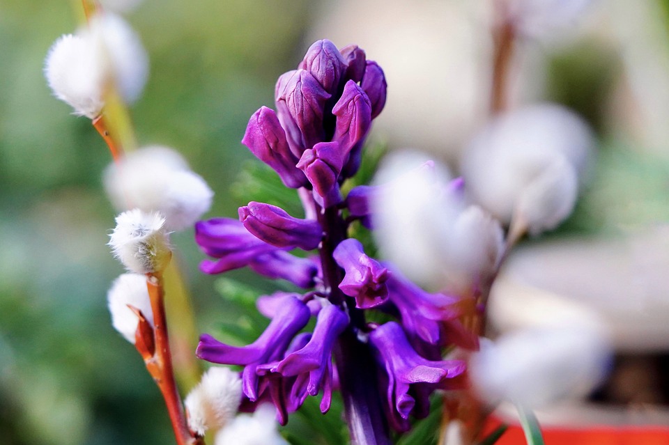Hyacinth Kitten Beginning Of - Free photo on Pixabay - Pixabay