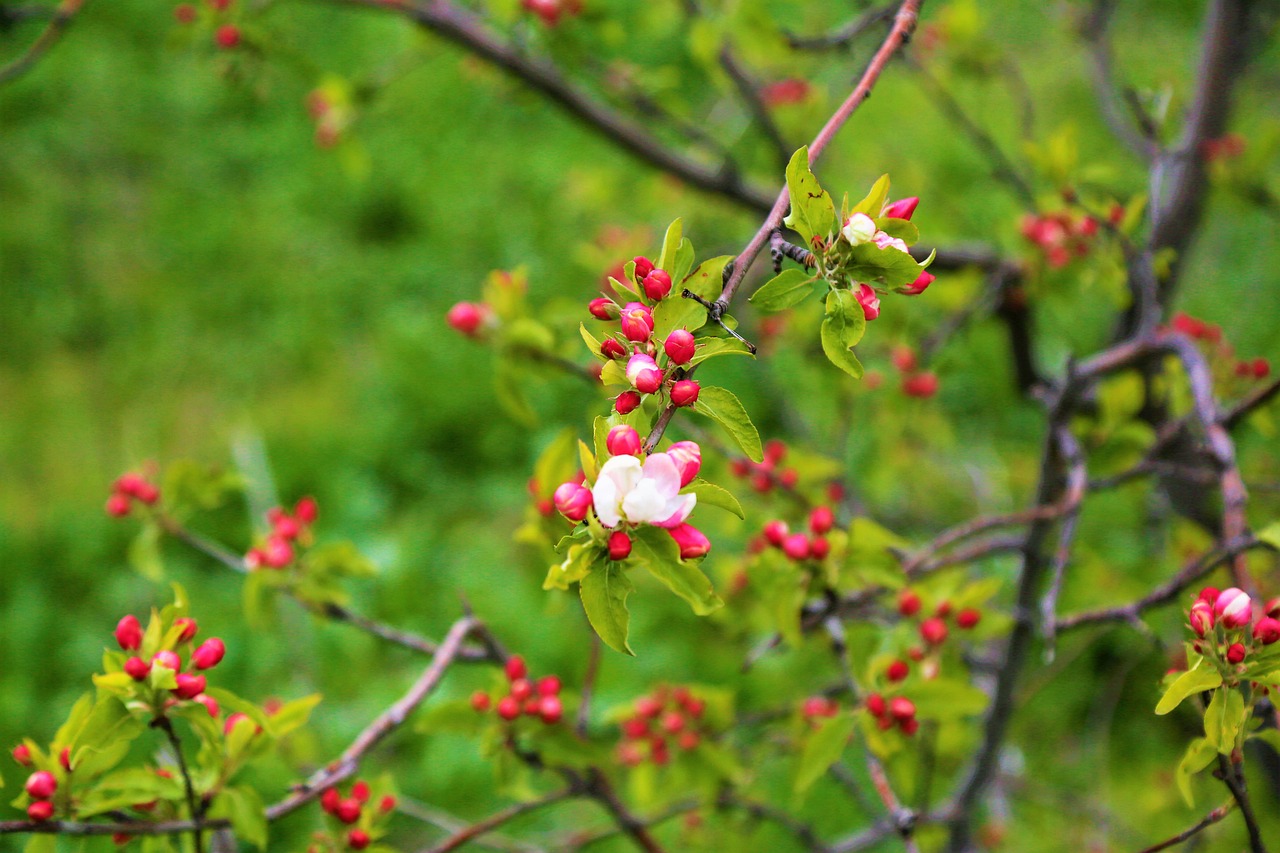 Flowers Spring Nature - Free photo on Pixabay - Pixabay
