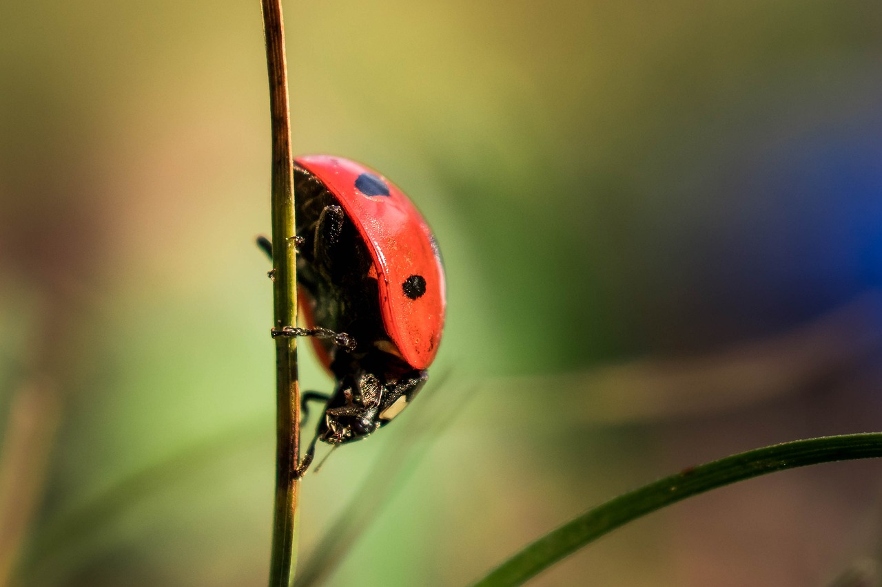 1,000+ Free Seek Bacground & Seek Images - Pixabay